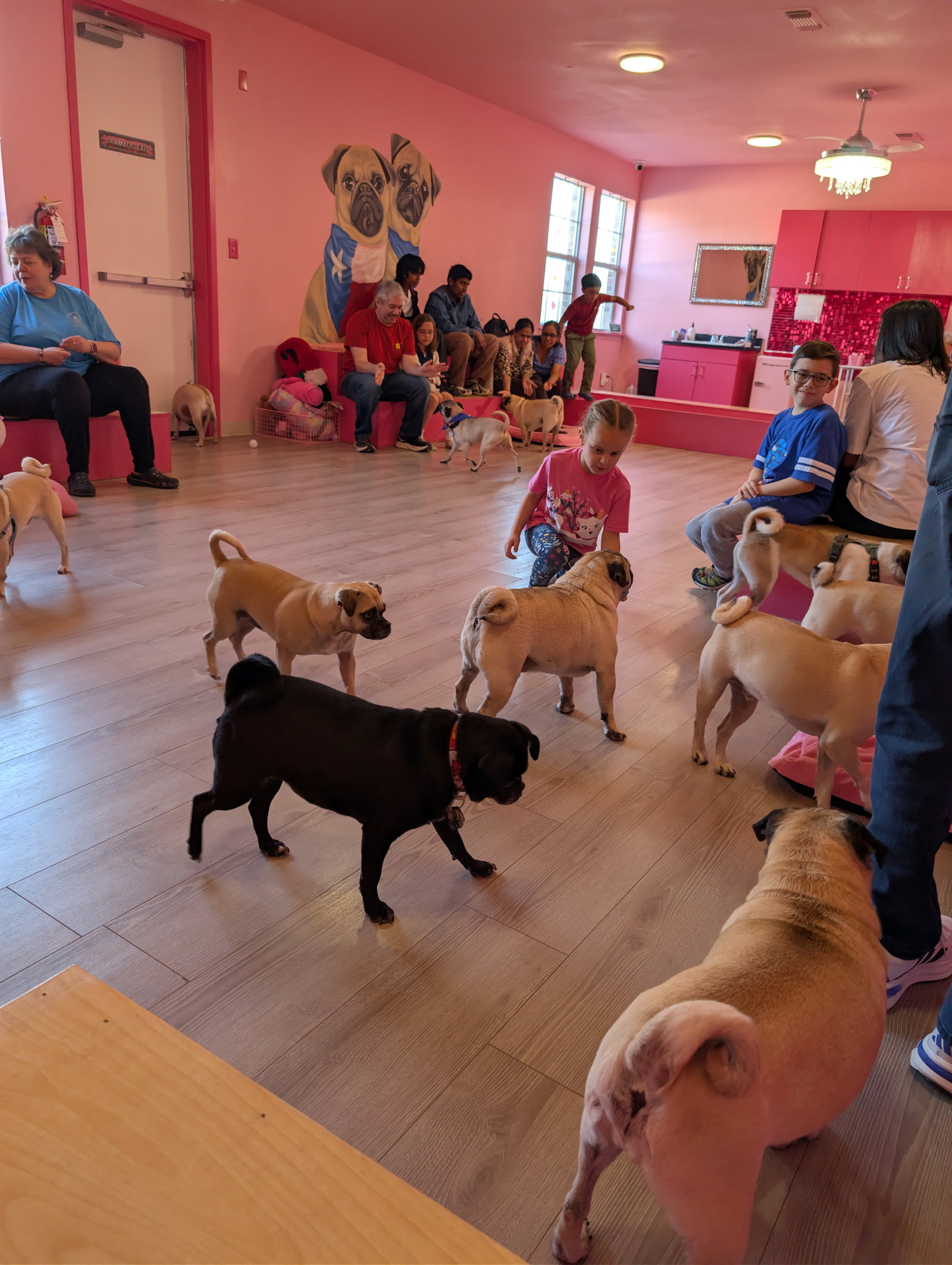 CuppaPug - Book Your Visit