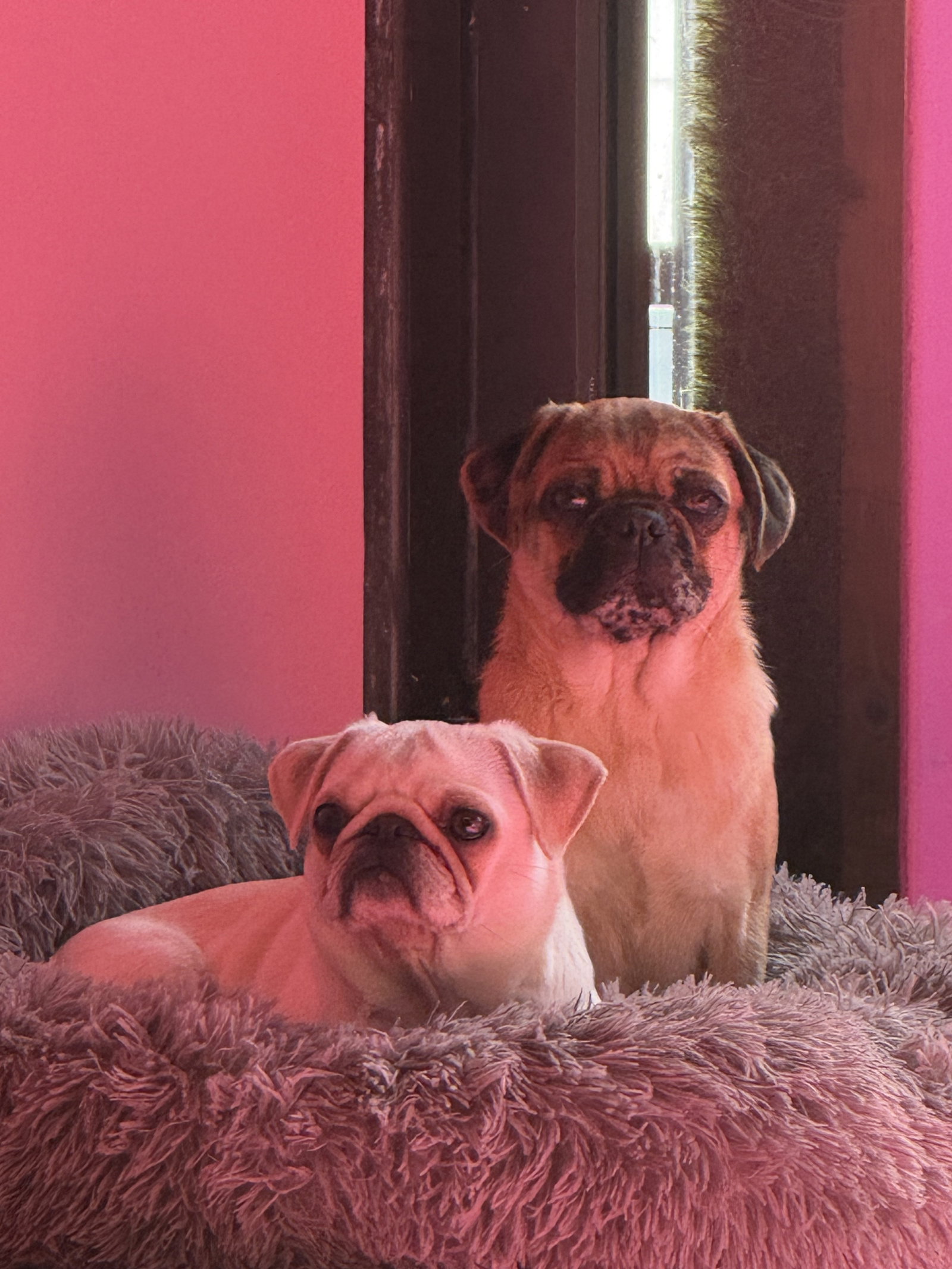 CuppaPug - Book Your Visit